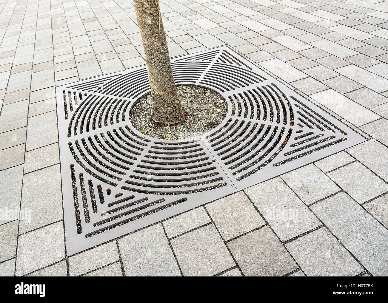 Wrought fence for a tree planted on a city street Stock Photo - Alamy