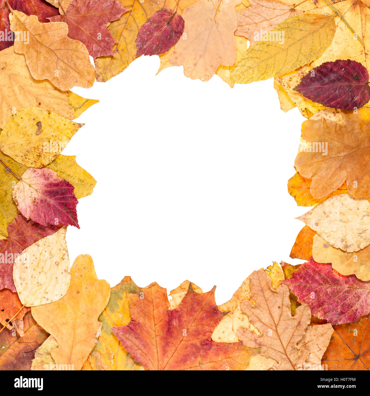 Autumn leaves cut out hi-res stock photography and images - Alamy