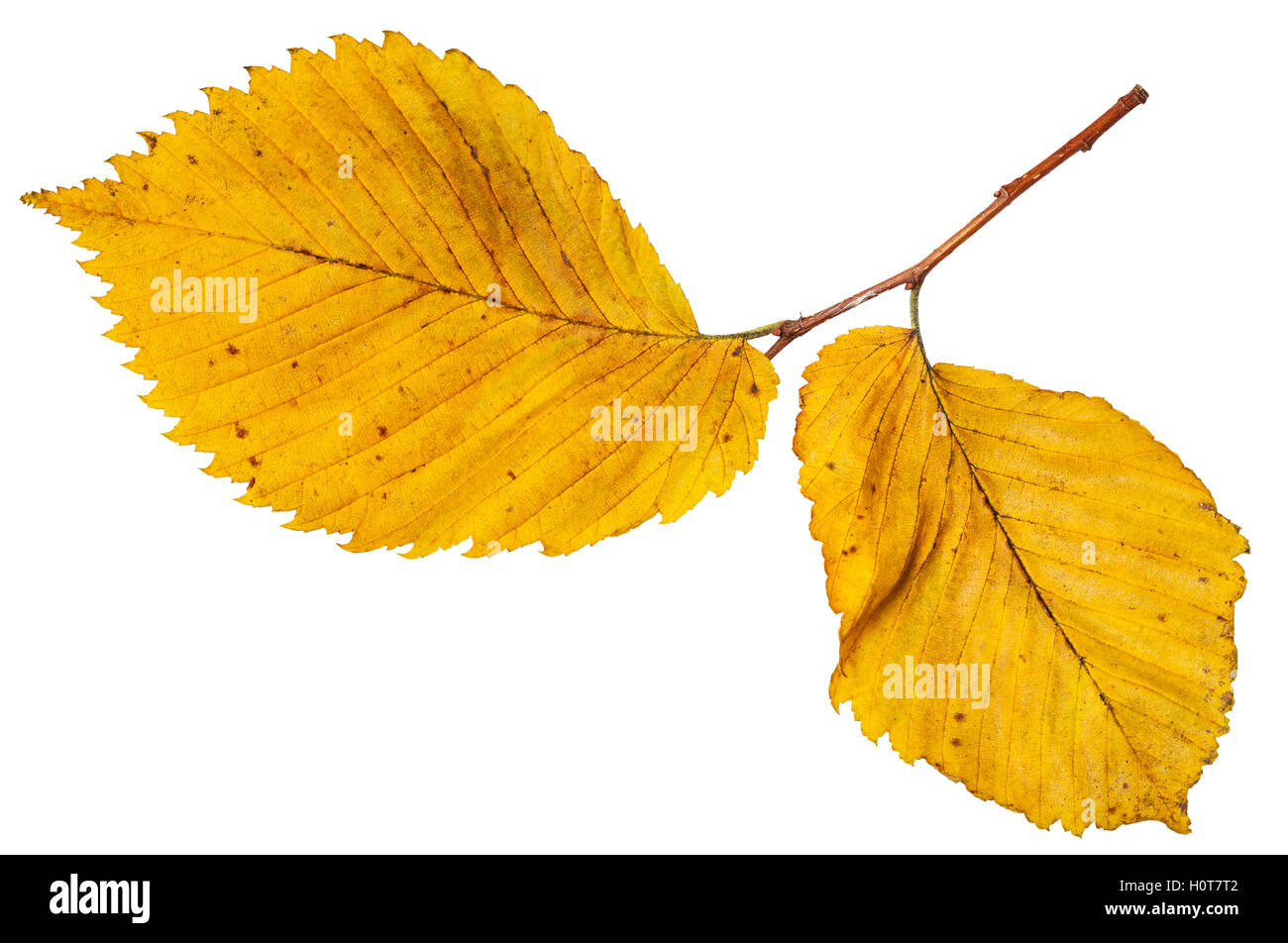 twig with yellow autumn leaves of elm tree isolated on white background ...