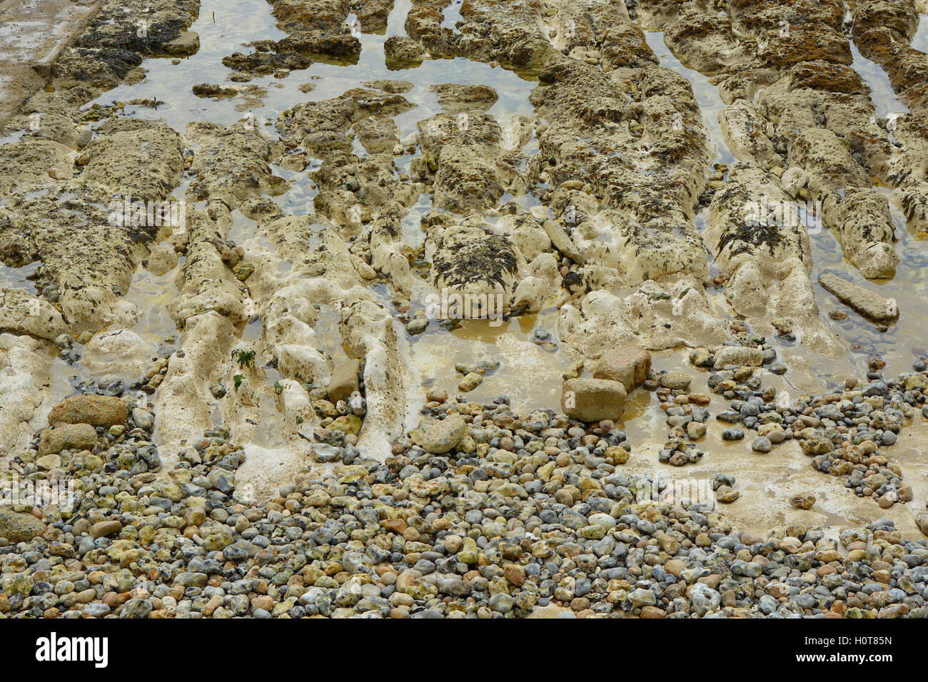 Seabed at low tide with chalk (Calcium carbonate) and shingle ...