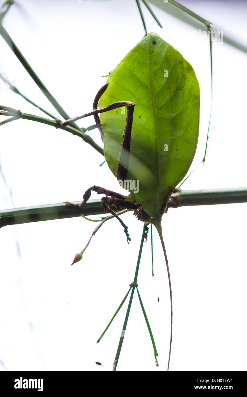 Arenal flora and fauna hi-res stock photography and images - Alamy