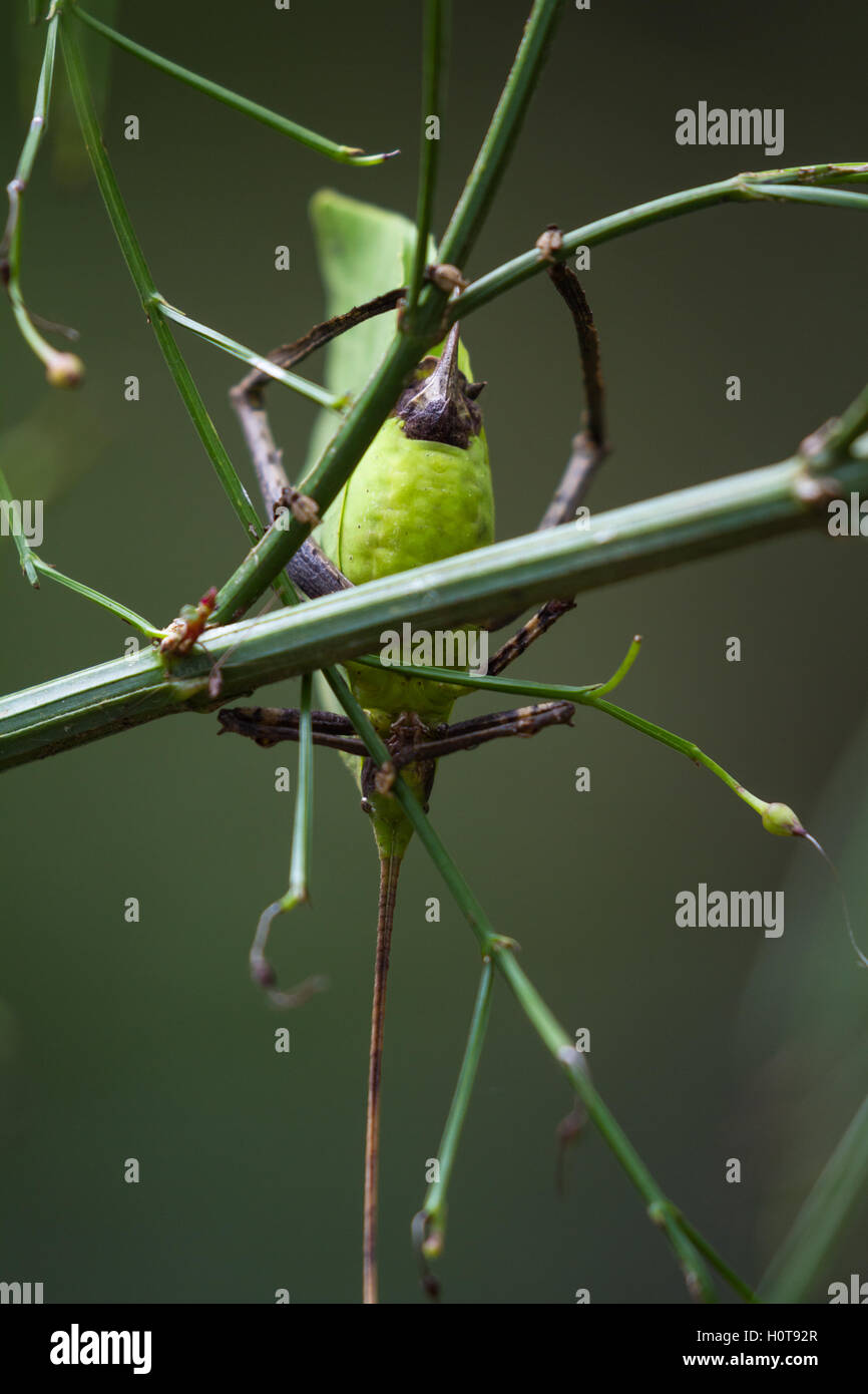details on a leaf bug with very intricate pattern and realistic leaf ...