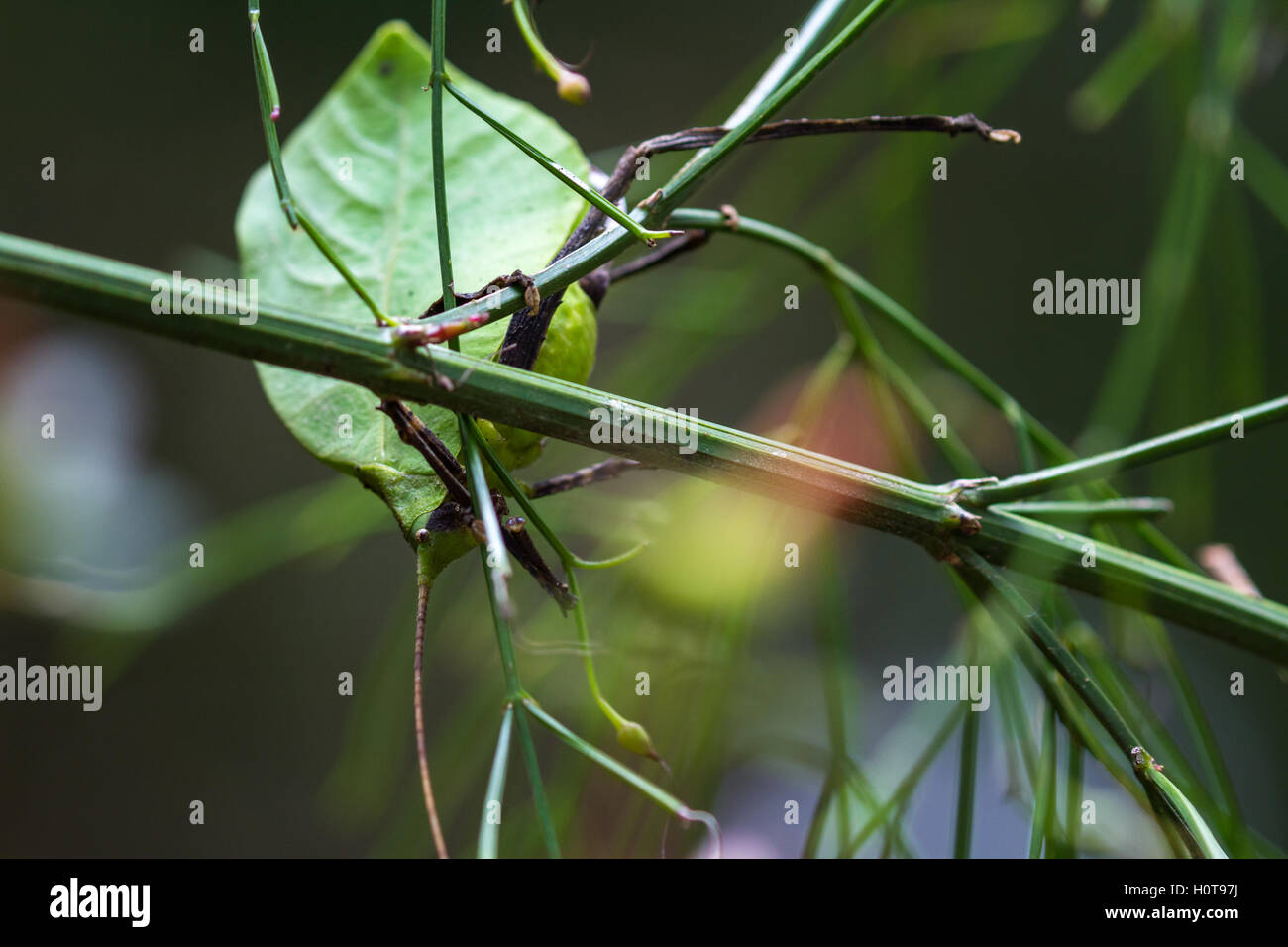 details on a leaf bug with very intricate pattern and realistic leaf ...