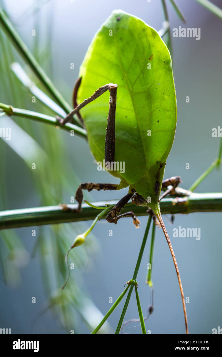 Details On A Leaf Bug With Very Intricate Pattern And Realistic Leaf Green Color Found In The