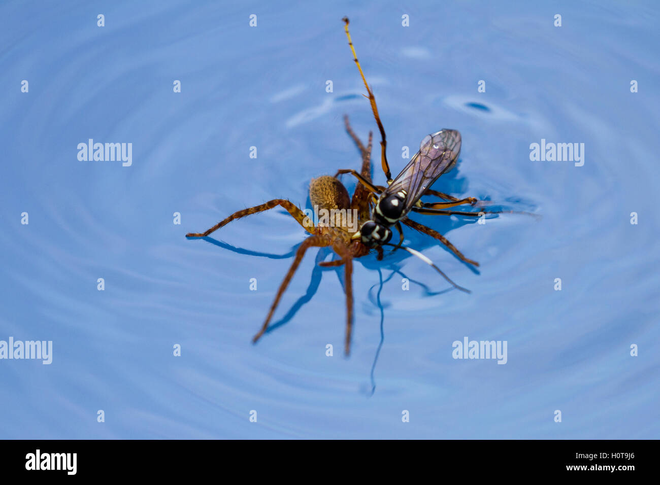 action shots of a spider wasp killing a spider by drowning it in a ...