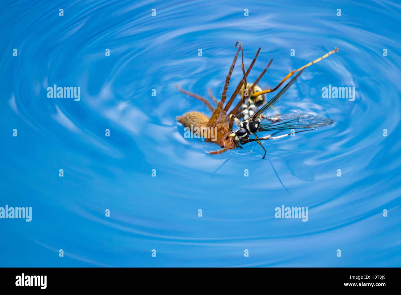 action shots of a spider wasp killing a spider by drowning it in a ...
