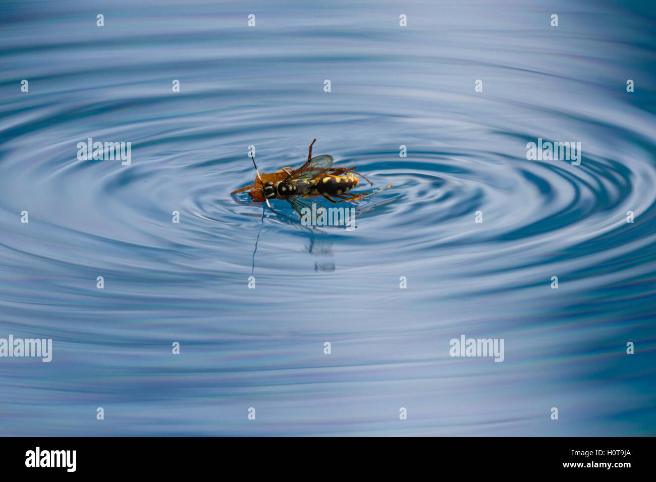 action shots of a spider wasp killing a spider by drowning it in a ...