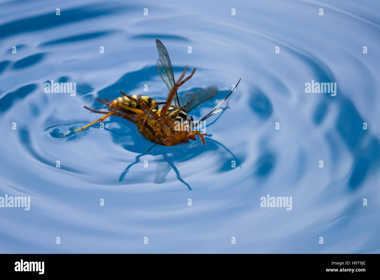 action shots of a spider wasp killing a spider by drowning it in a ...