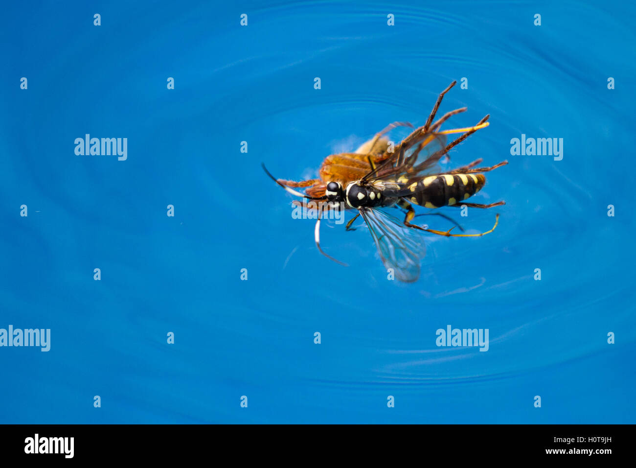 action shots of a spider wasp killing a spider by drowning it in a ...