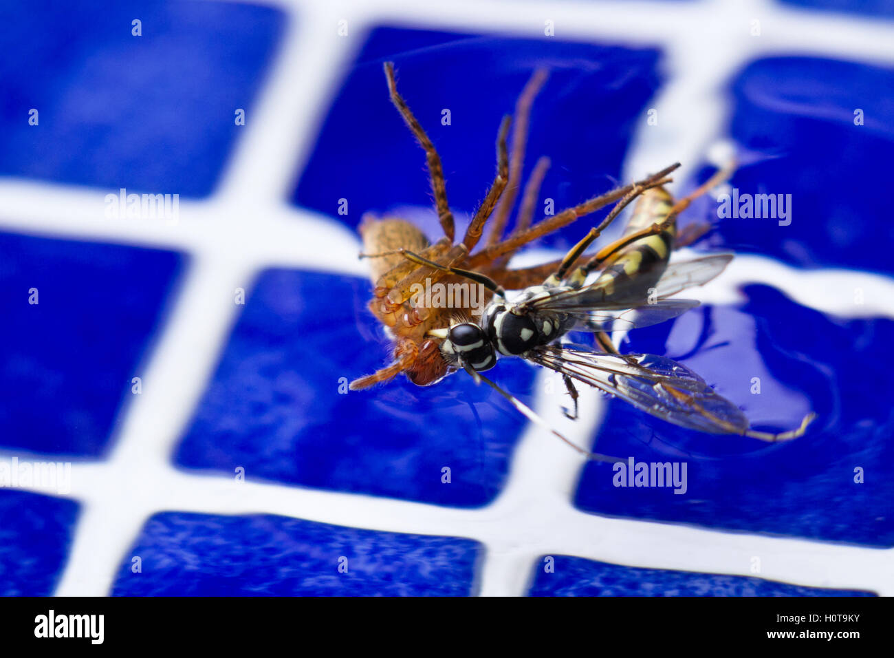 action shots of a spider wasp killing a spider by drowning it in a ...