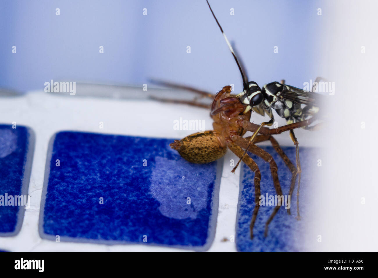 action shots of a spider wasp killing a spider by drowning it in a ...
