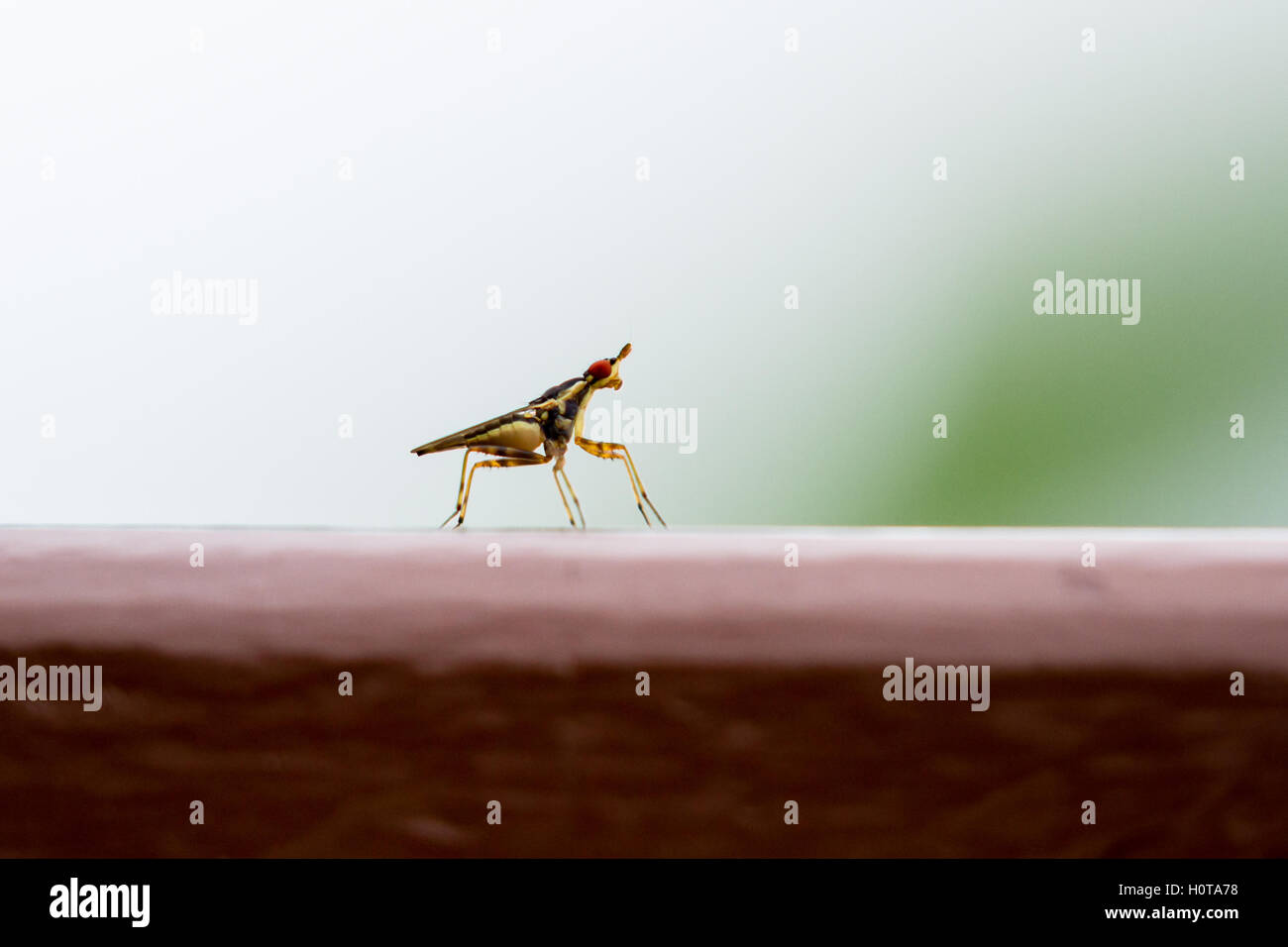 macro of a very small insect with red eyes and yellow body in a ...