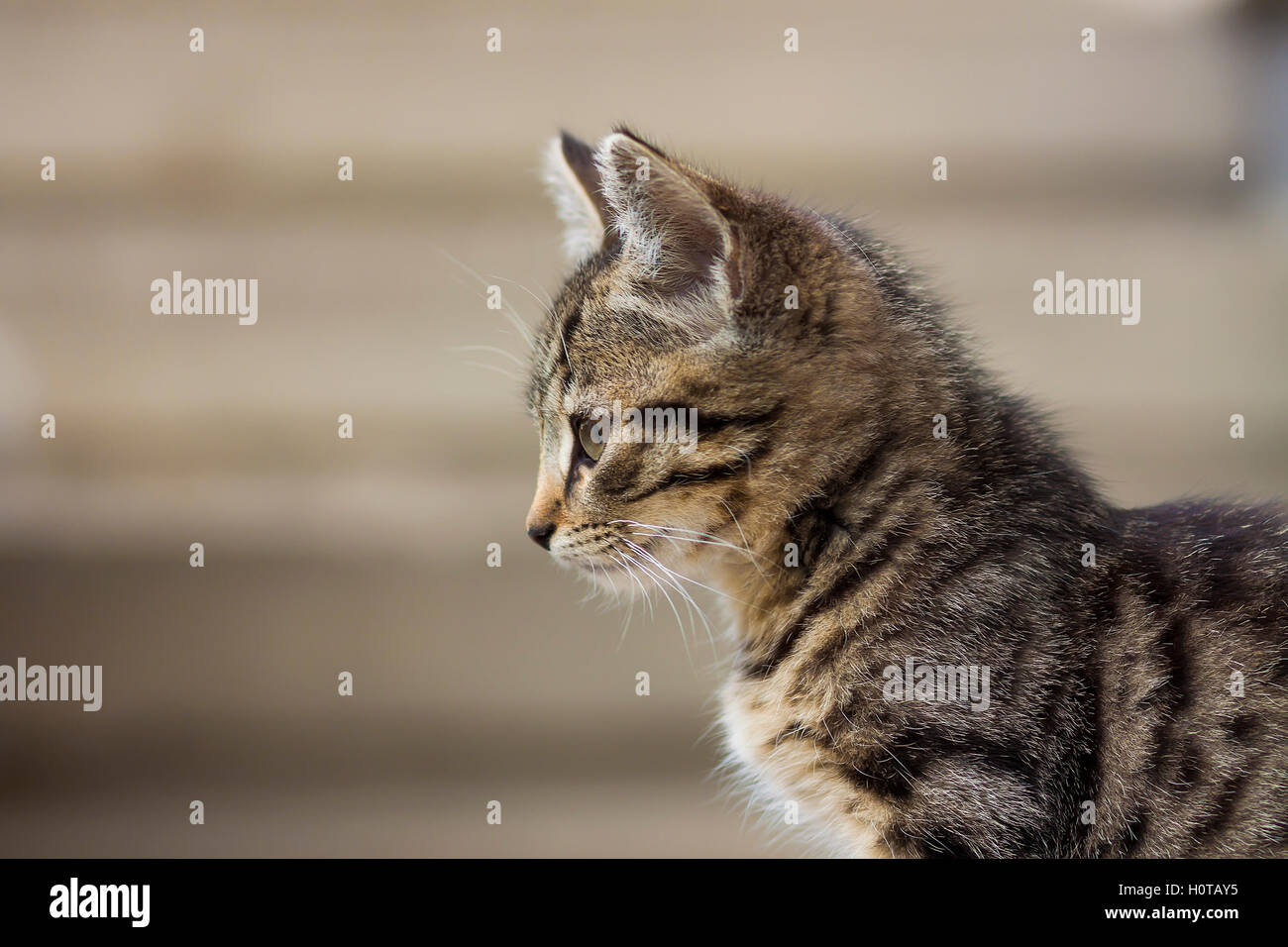 Portrain of beautiful serious looking kitten Stock Photo - Alamy