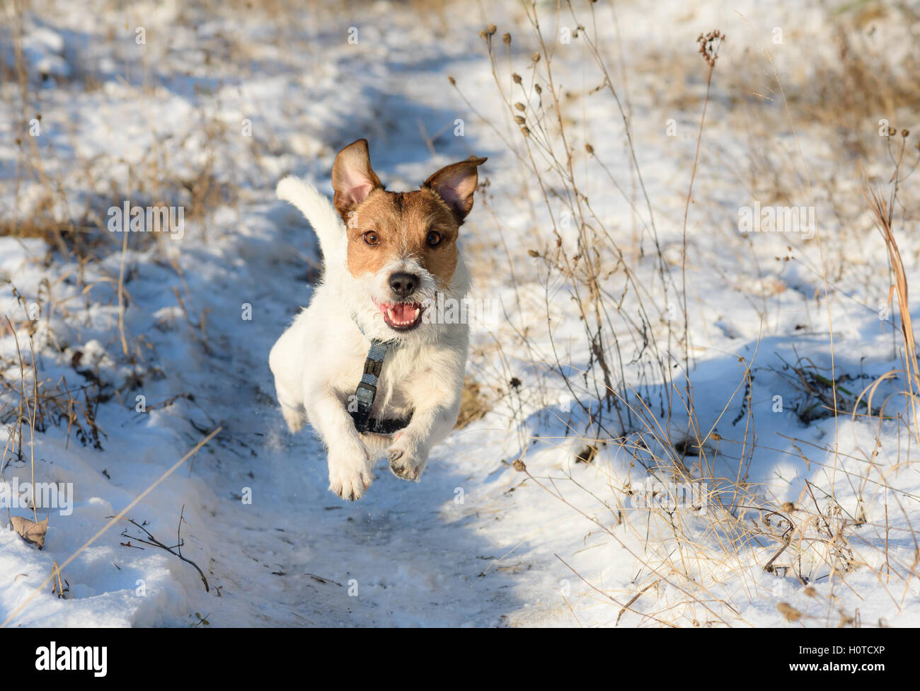 Adorable dog running by winter path Stock Photo - Alamy