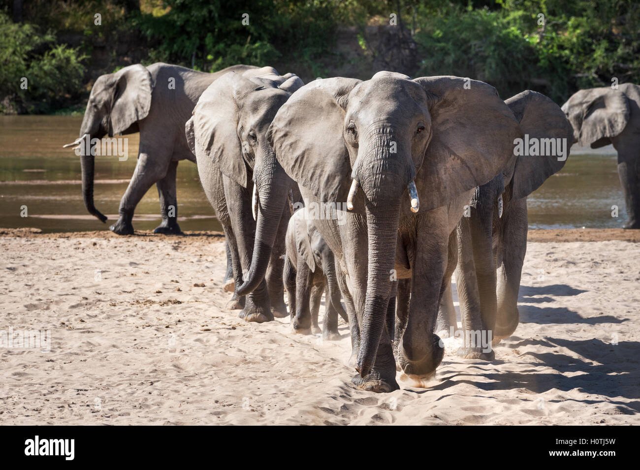 African forest elephant bull hi-res stock photography and images - Alamy