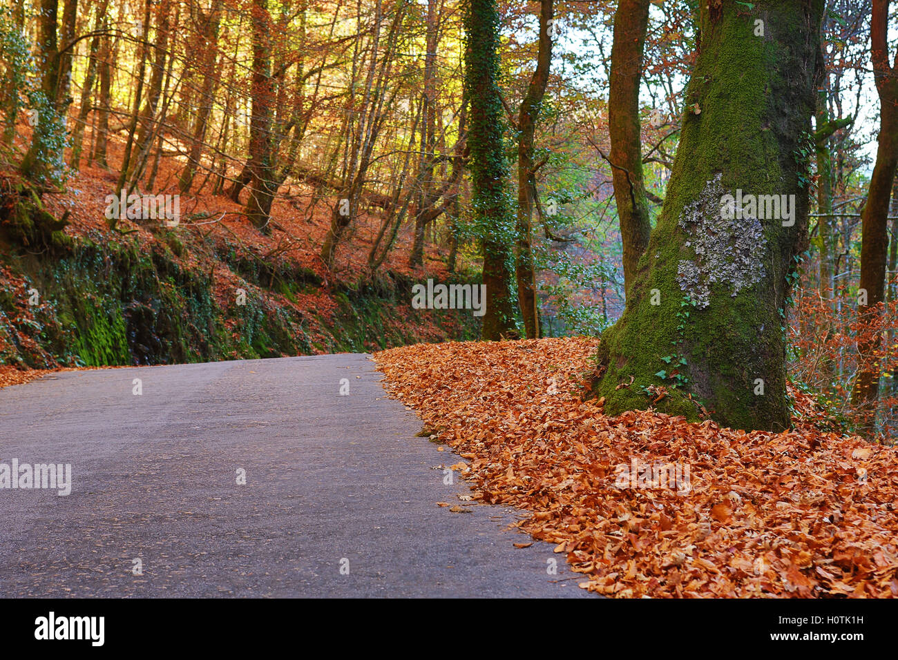 Autumn landscape with road and beautiful colored trees, in Geres ...