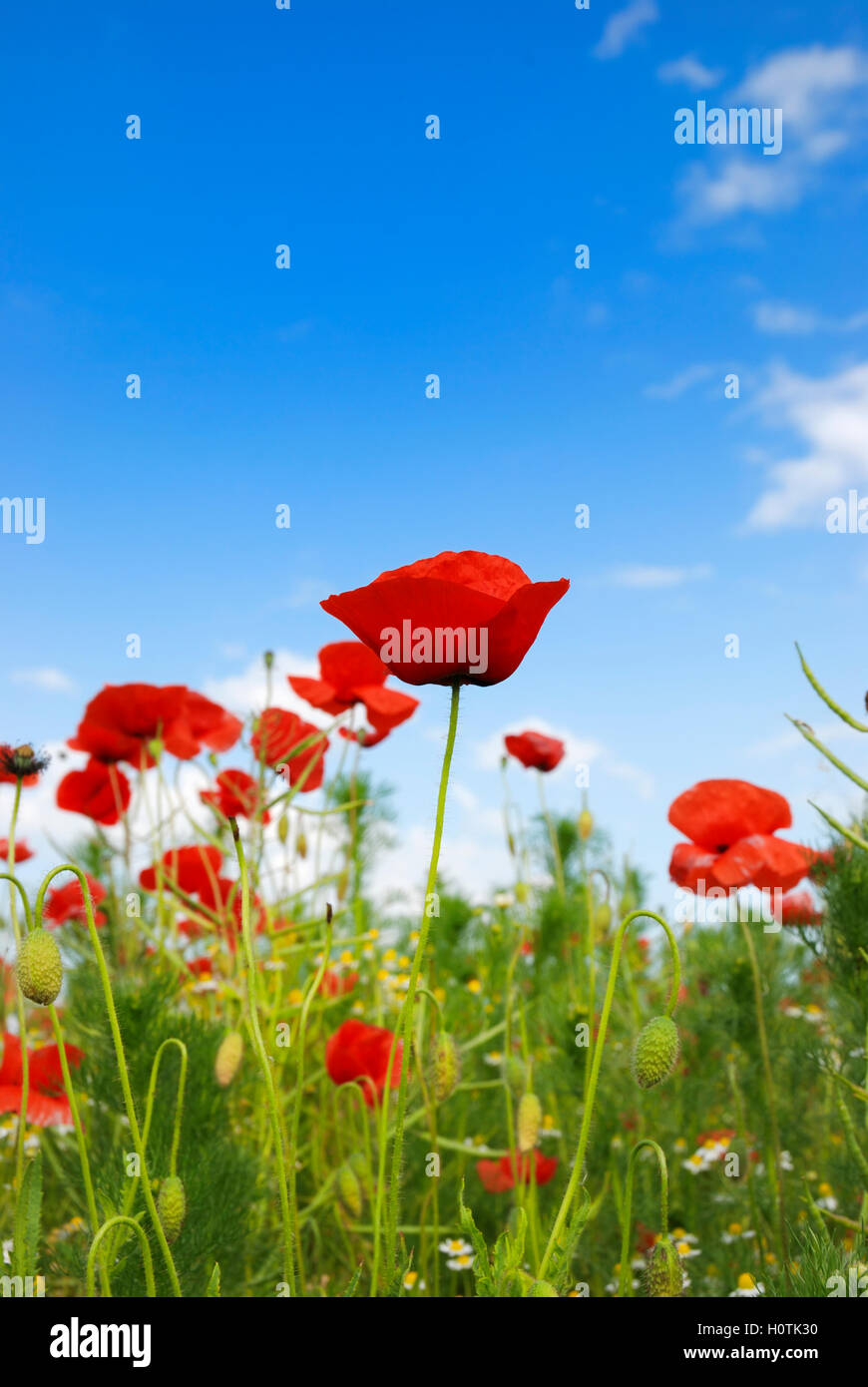 Poppies in field hi-res stock photography and images - Alamy