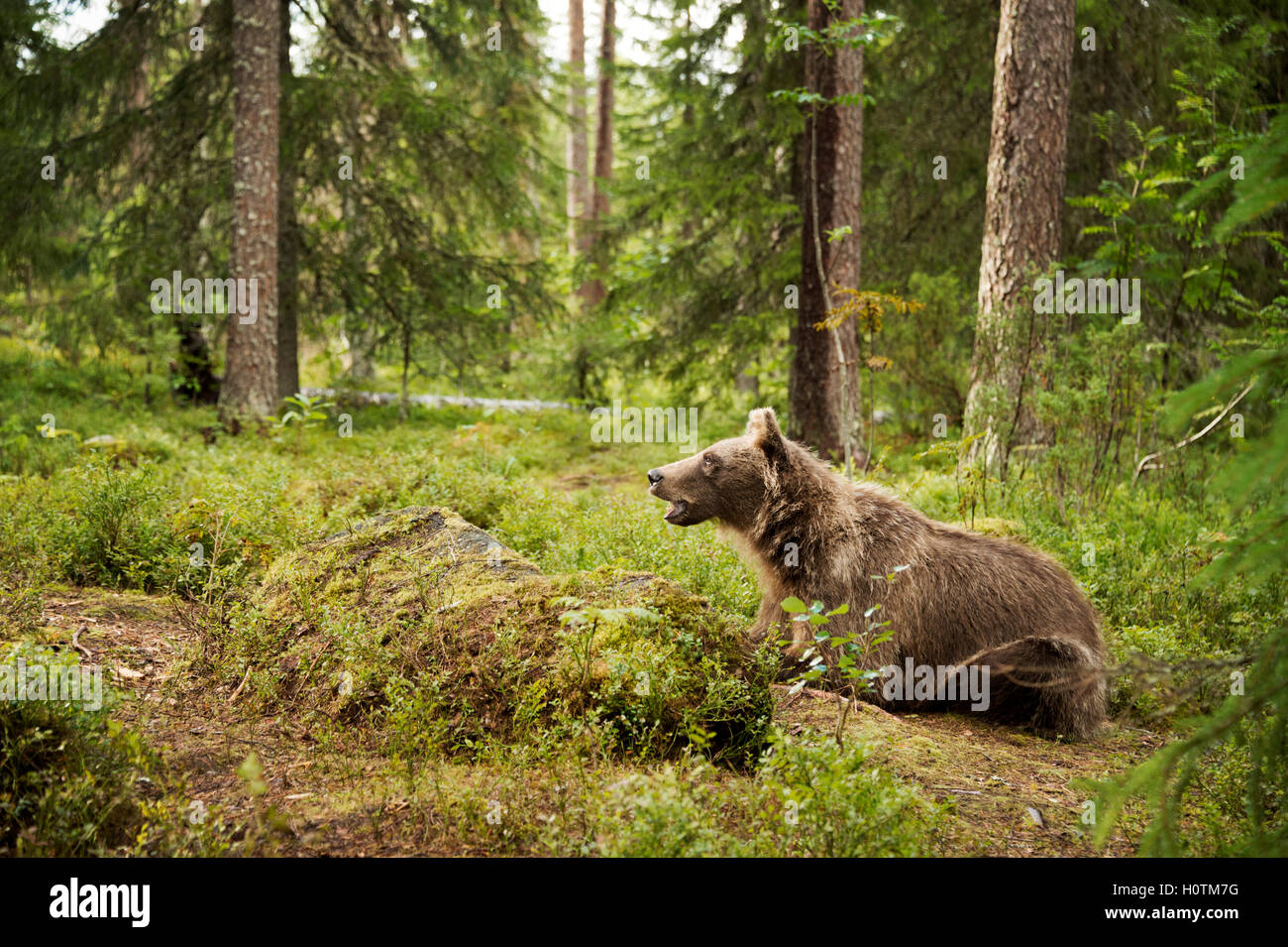 Mother bear kissing cub hi-res stock photography and images - Alamy
