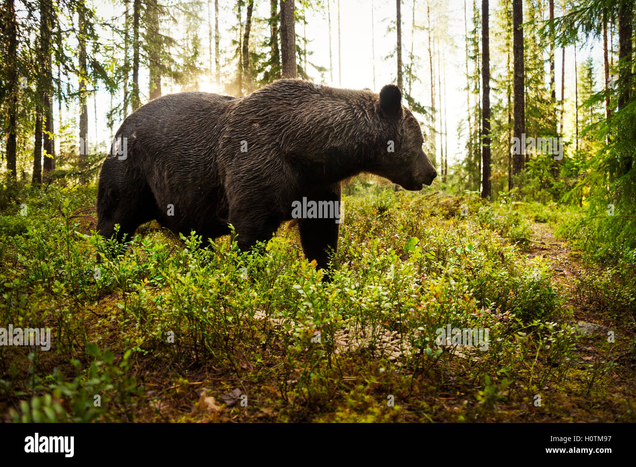 Black bear running hi-res stock photography and images - Alamy