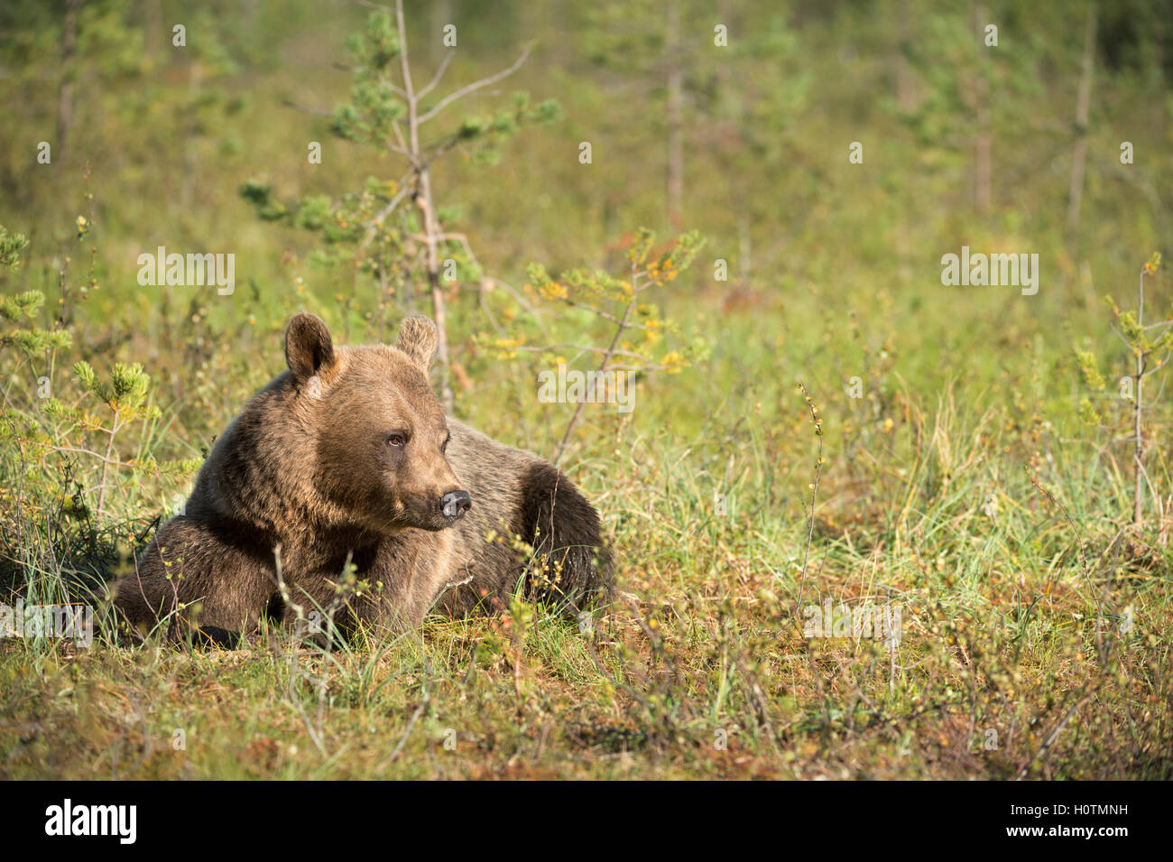 Brown bear mother kissing cub hi-res stock photography and images - Alamy