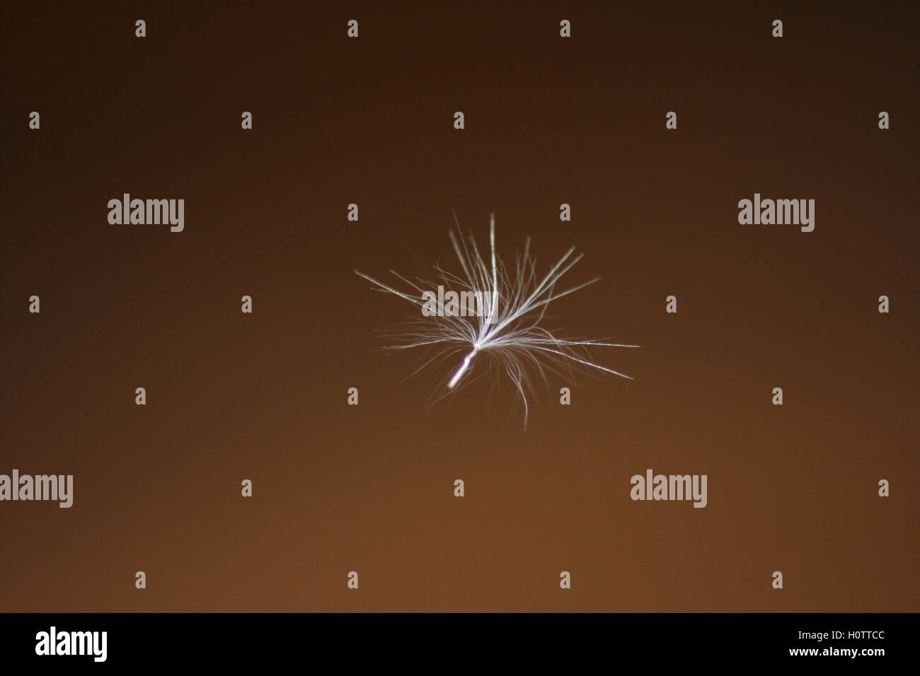 Dandelion fluff on brown Stock Photo - Alamy