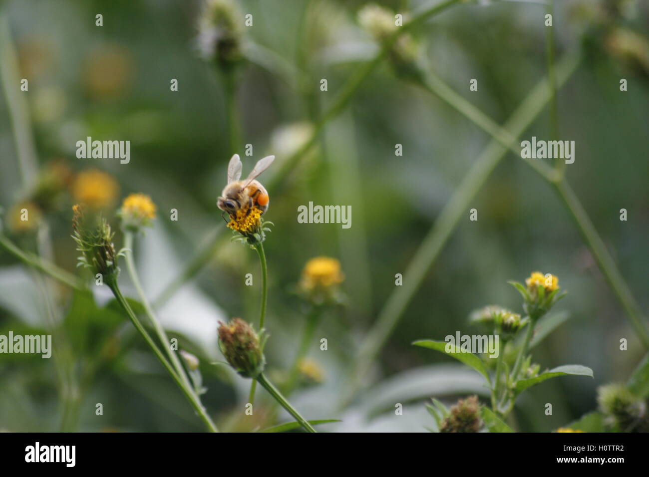 Bee curved around a flower Stock Photo - Alamy