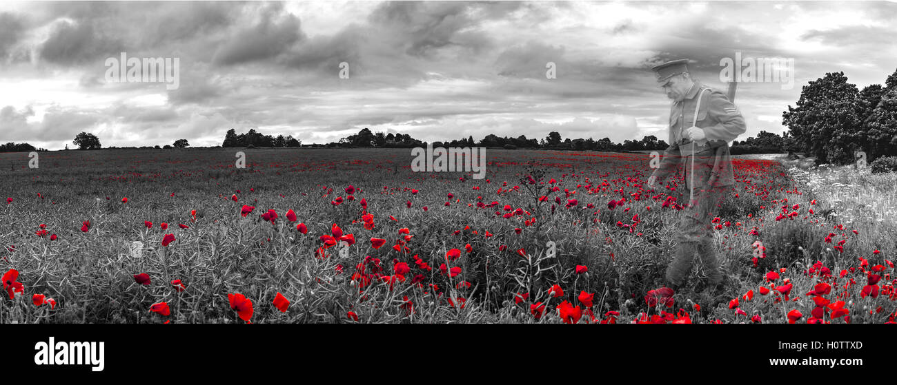 This is a picture of a WW1 Soldier Walking through a field of Poppies ...