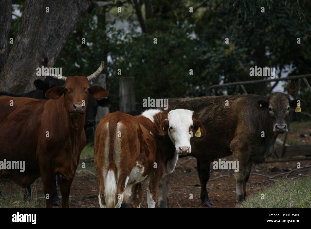 brown steers staring Stock Photo - Alamy