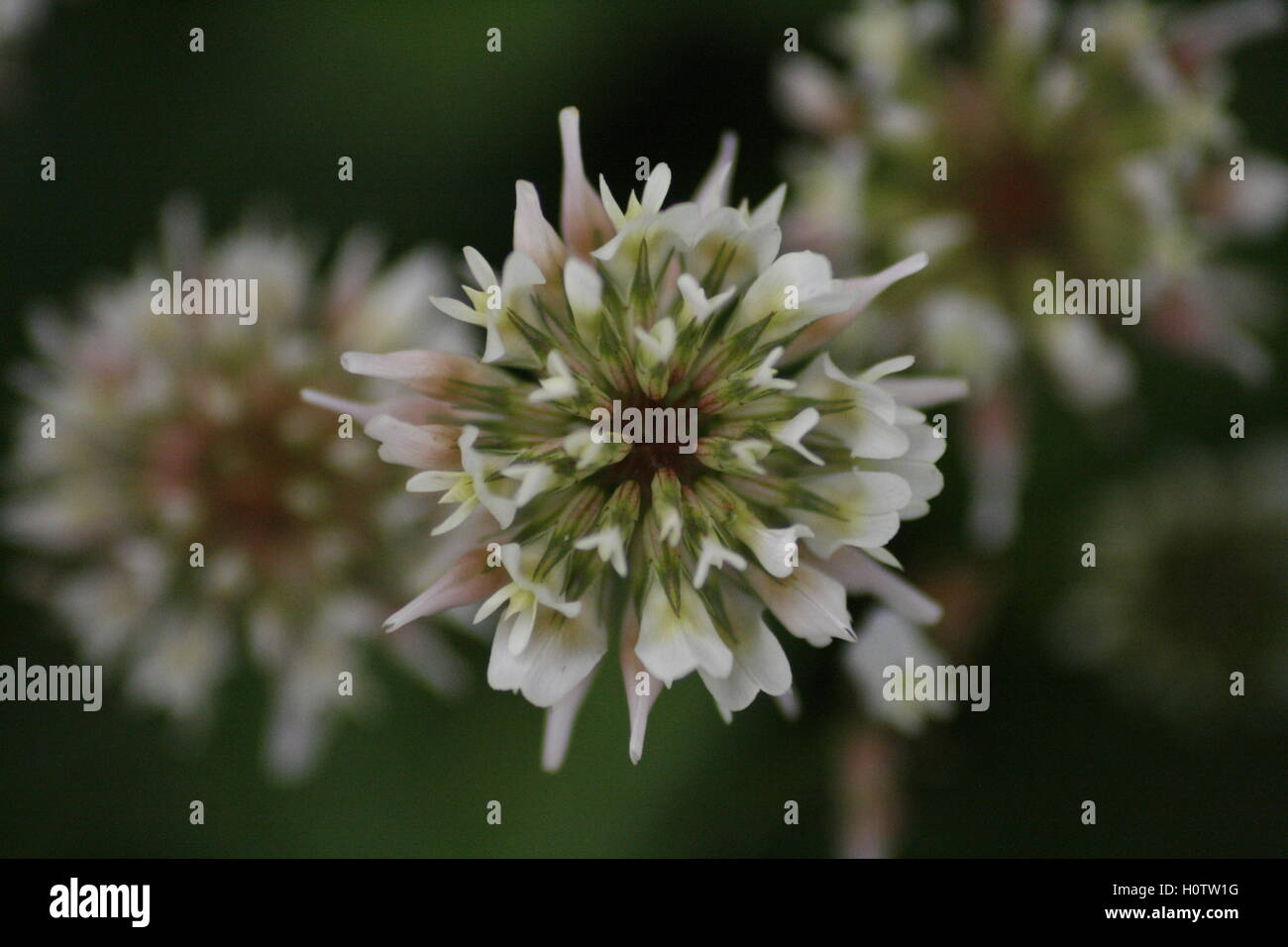 top view of white clover flower Stock Photo - Alamy