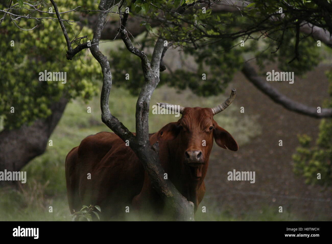 Brown bull with horns hi-res stock photography and images - Alamy