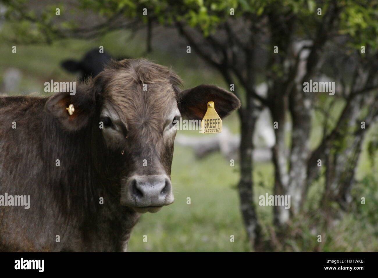 Brown steer in field with trees Stock Photo - Alamy