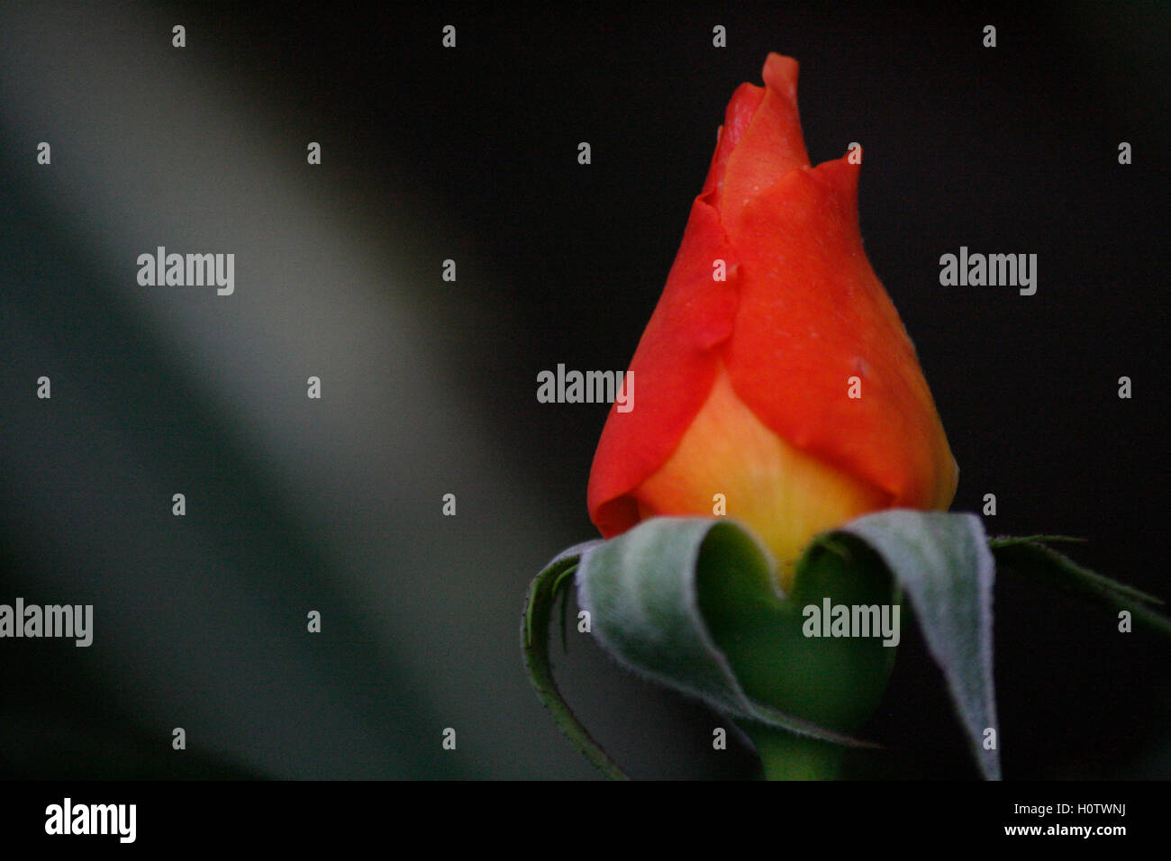 Slim dusty rose hi-res stock photography and images - Alamy