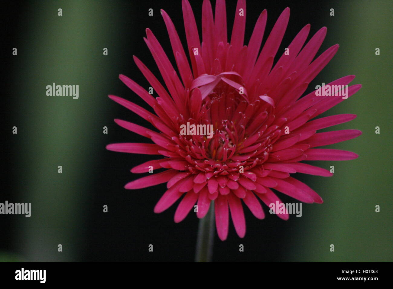 Pink red flower in full bloom Stock Photo - Alamy
