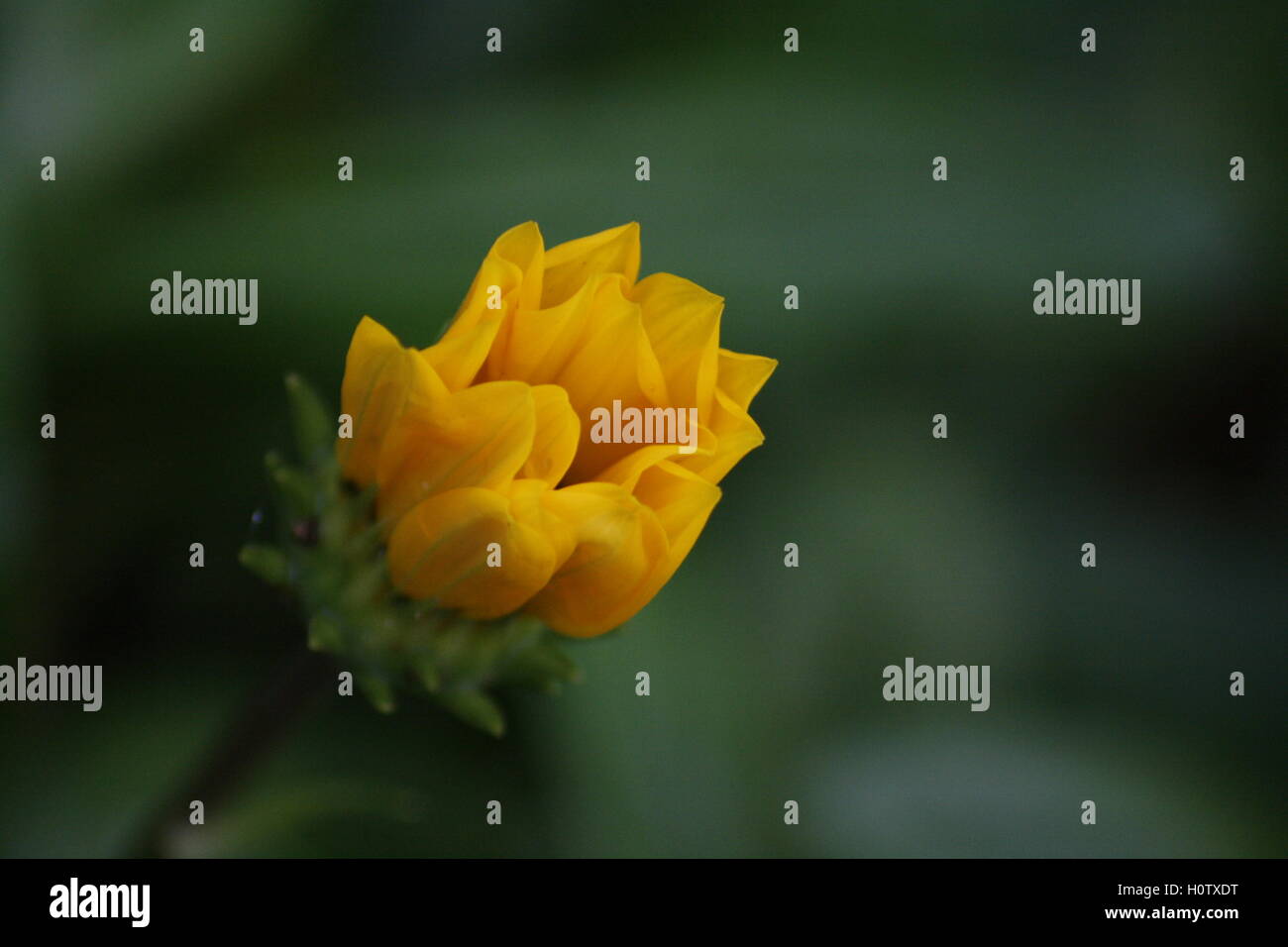 yellow flower partially open in shade Stock Photo - Alamy