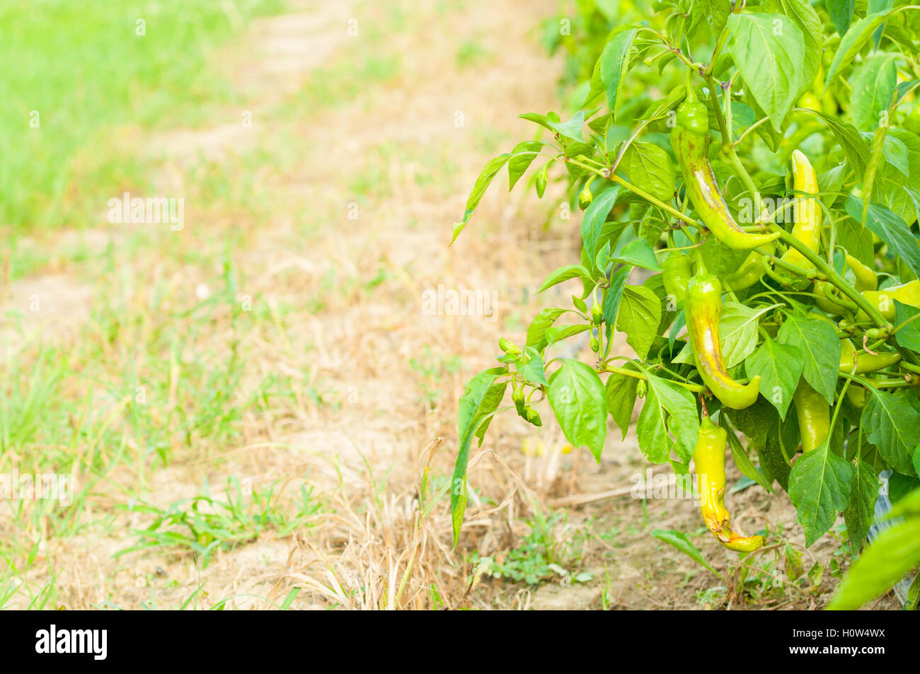 Organic green chillier growing outside as eco farming concept with copy ...