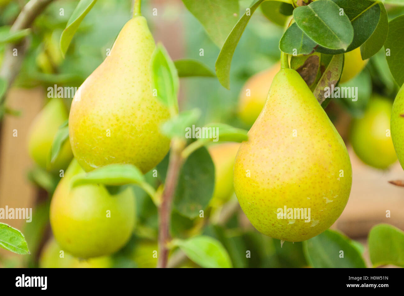 Two organic pears growing in orchard close-up as eco friendly ...