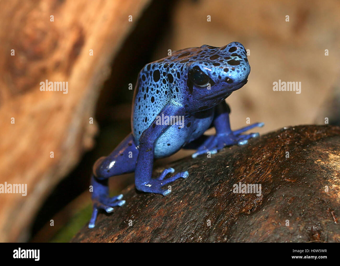 South American Blue poison dart frog / arrow frog (Dentrobates ...