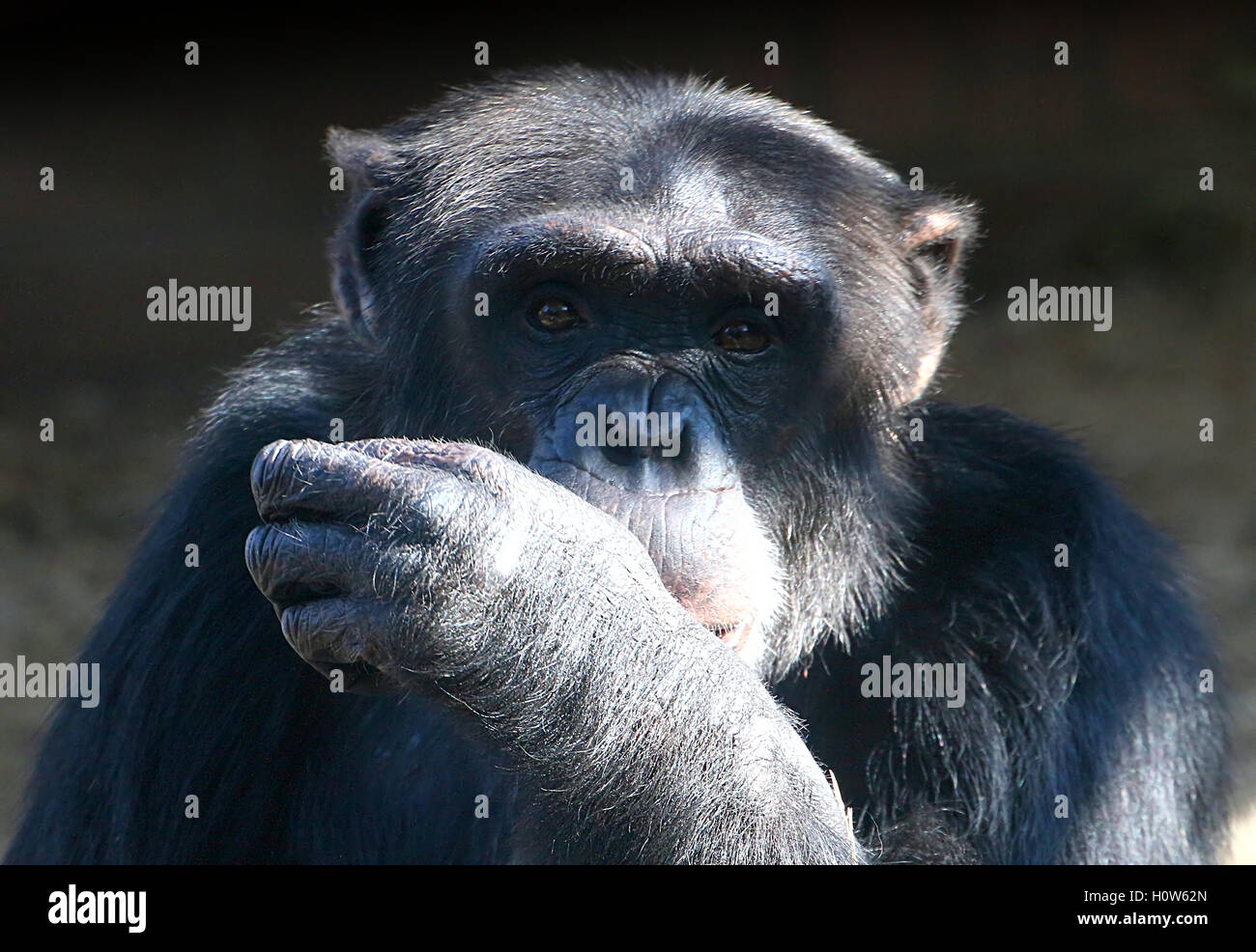 Chimpanzee nose hi-res stock photography and images - Alamy