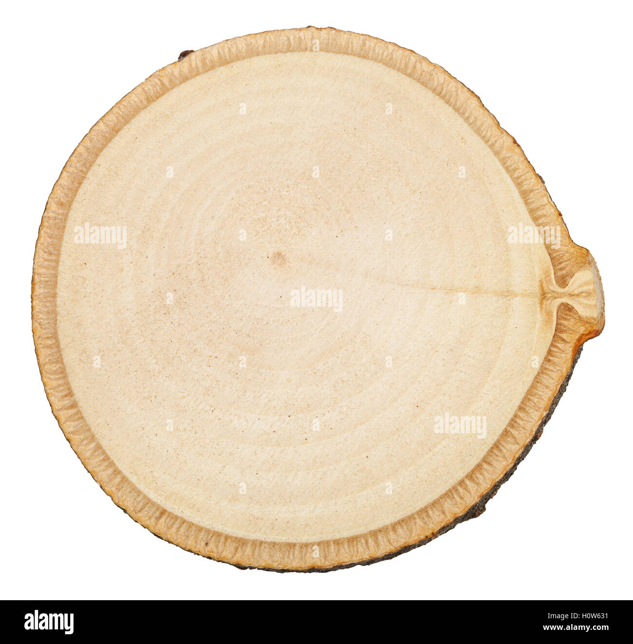 cross section of birch tree trunk isolated on white background Stock ...