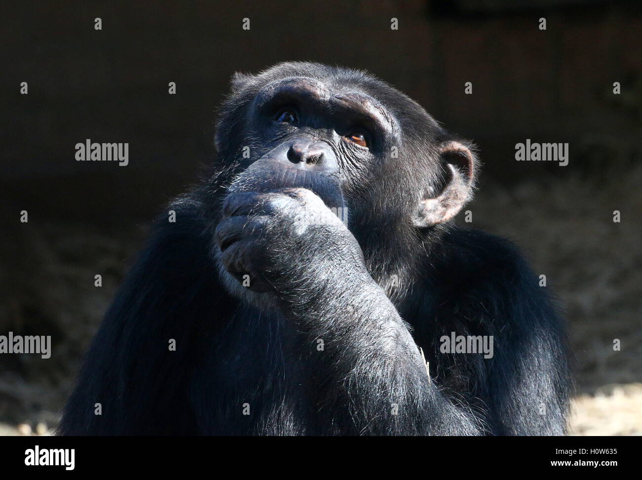 Monkey with fingers in mouth hi-res stock photography and images - Alamy