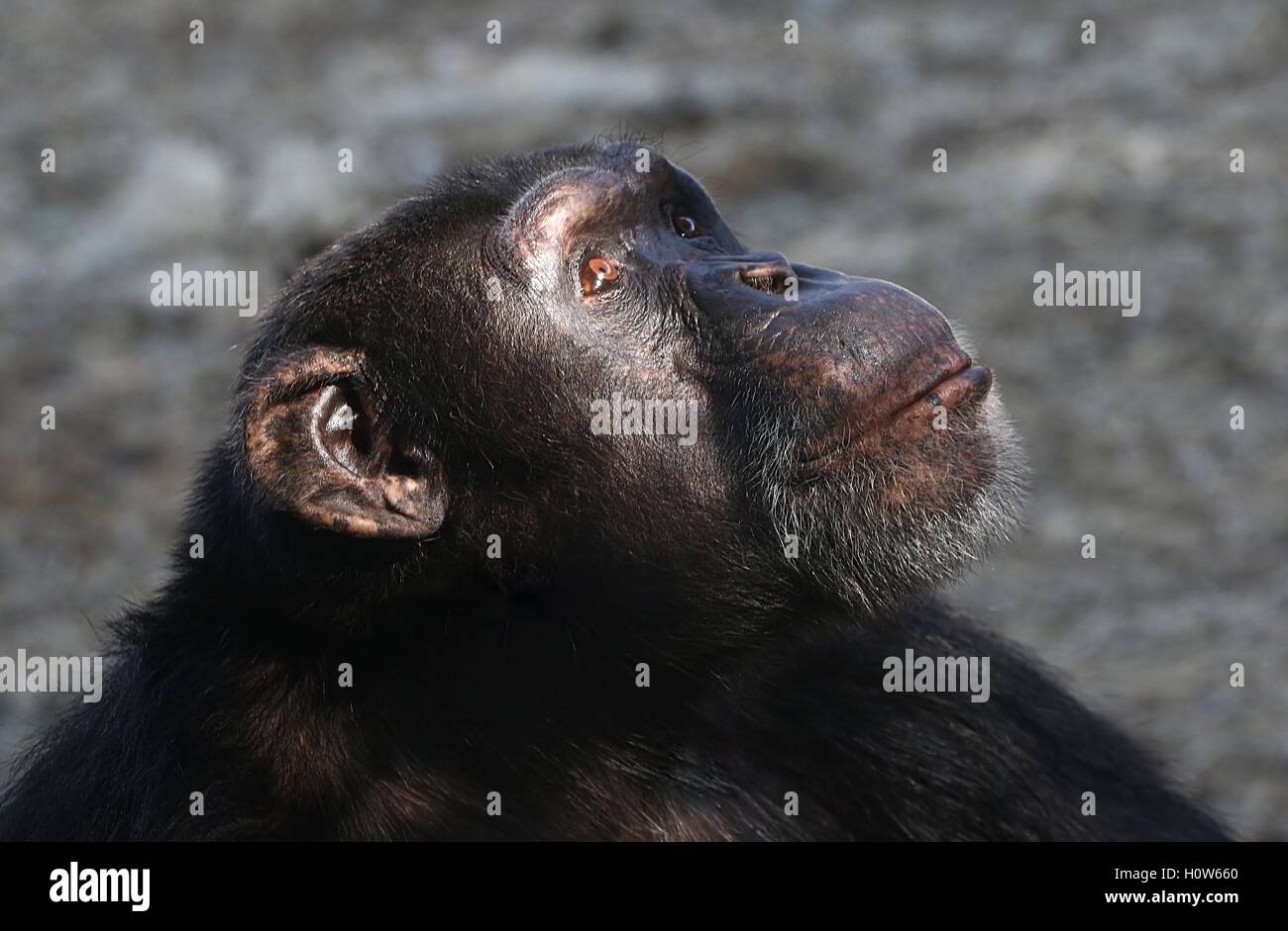Chimp face hi-res stock photography and images - Alamy