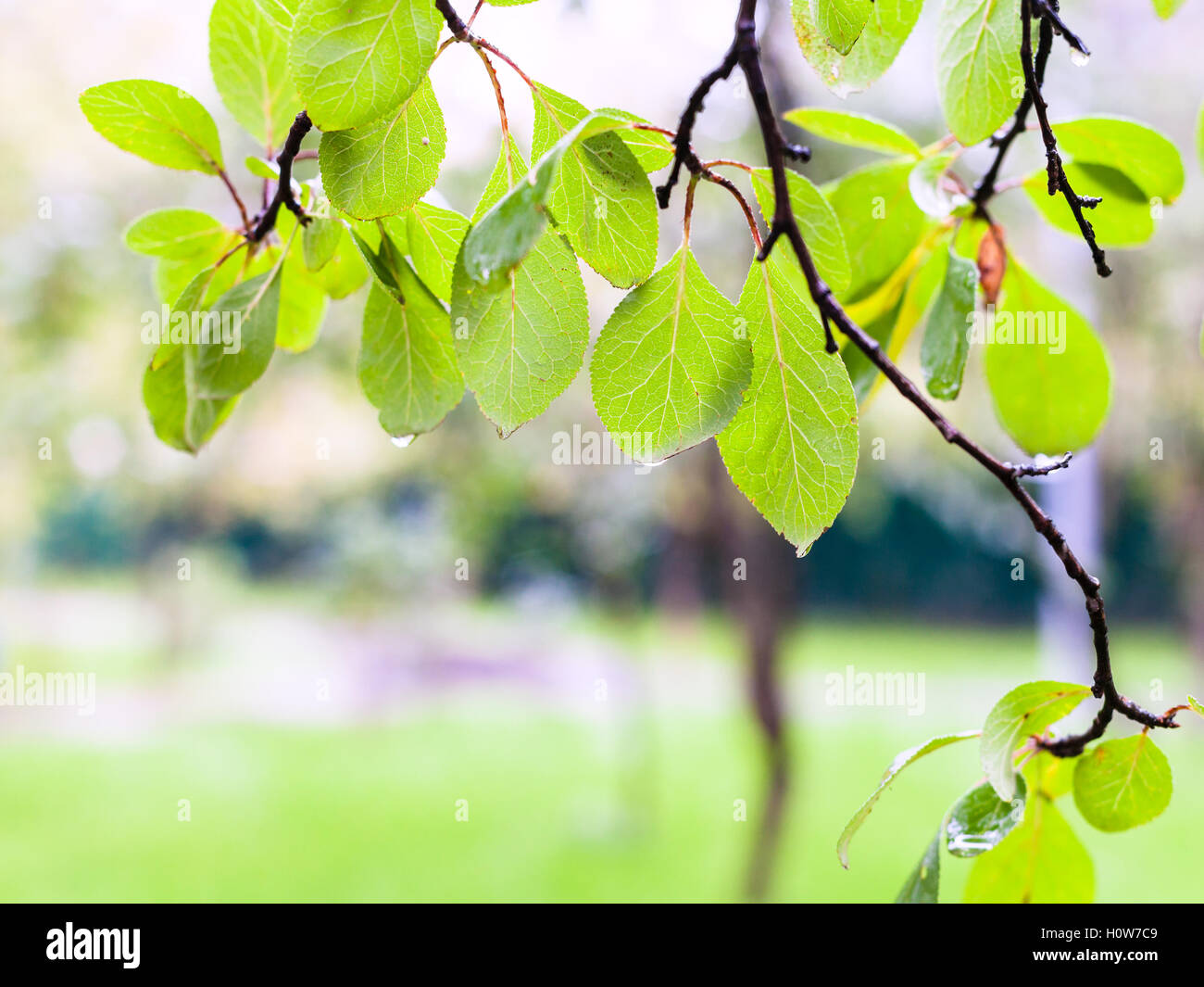 rain drops on leaves of plum tree in city park in rainy autumn day ...