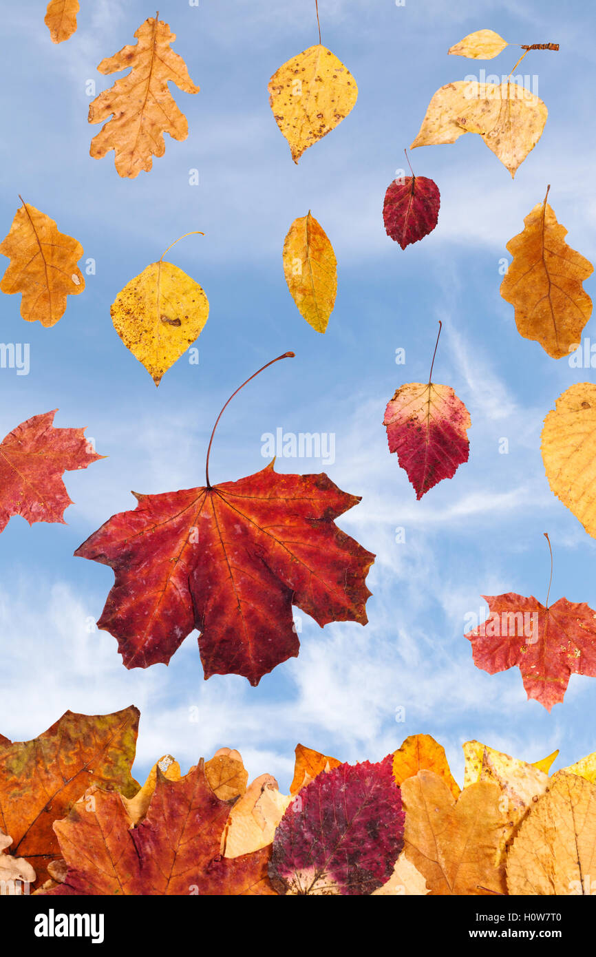 falling autumn leaves and cloudy blue sky on background Stock Photo - Alamy