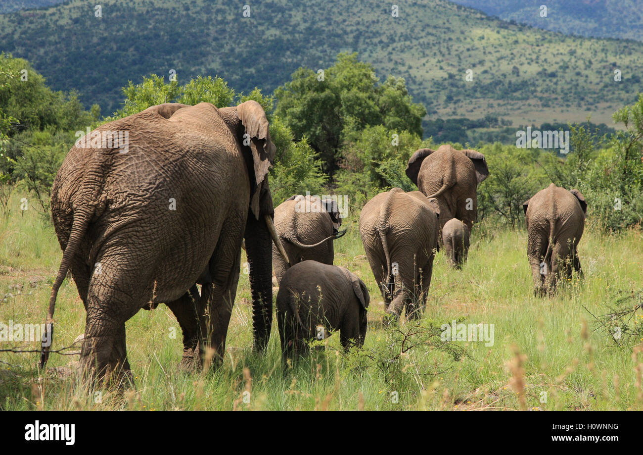 Walking elephants in the bush hi-res stock photography and images - Alamy