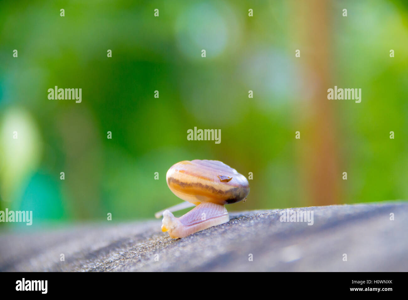 snail walking alone on the concrete wall Stock Photo - Alamy