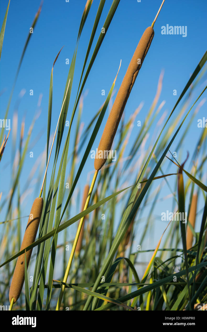Late summer tule and cattail plants with a blue sky background. Plenty ...