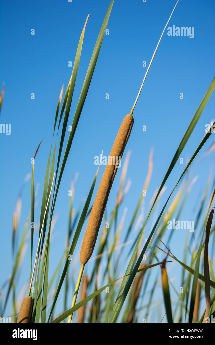 Late summer tule and cattail plants with a blue sky background. Plenty ...