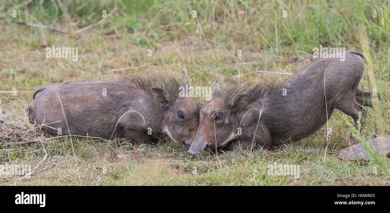 Warthogs playing hi-res stock photography and images - Alamy