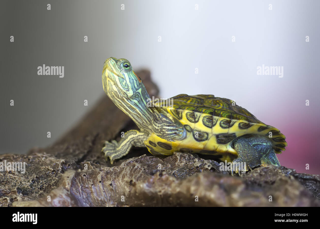 Red Ear Slider Turtle High Resolution Stock Photography and Images - Alamy