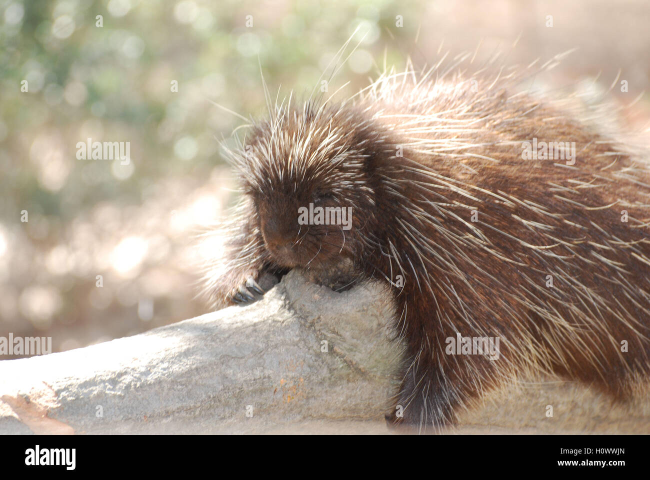 North american porcupine on branch hi-res stock photography and images ...